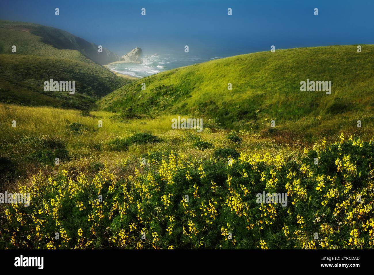 Wildflowers, fog and coastline. Point Reyes National Seashore Stock ...