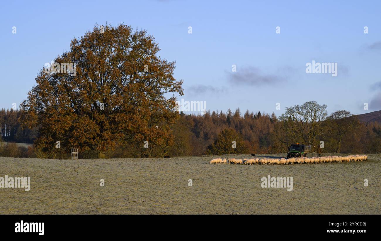 Hungry sheep standing in long line, side by side in field, gathered ...