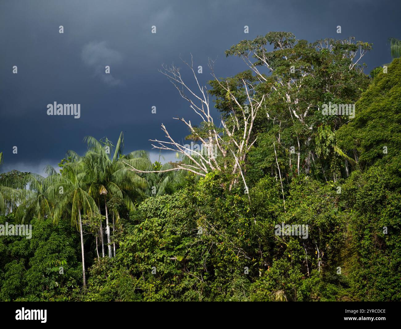 A thunderstorm threatens in the Amazon rainforest. The picture was ...
