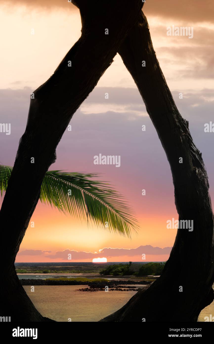 Big tree framing hi-res stock photography and images - Alamy