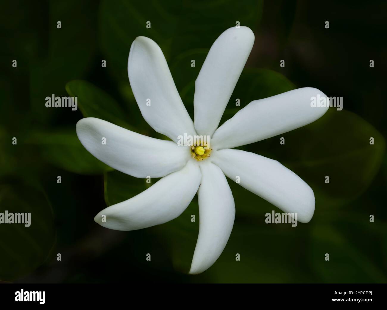 Gardenia island hi-res stock photography and images - Alamy