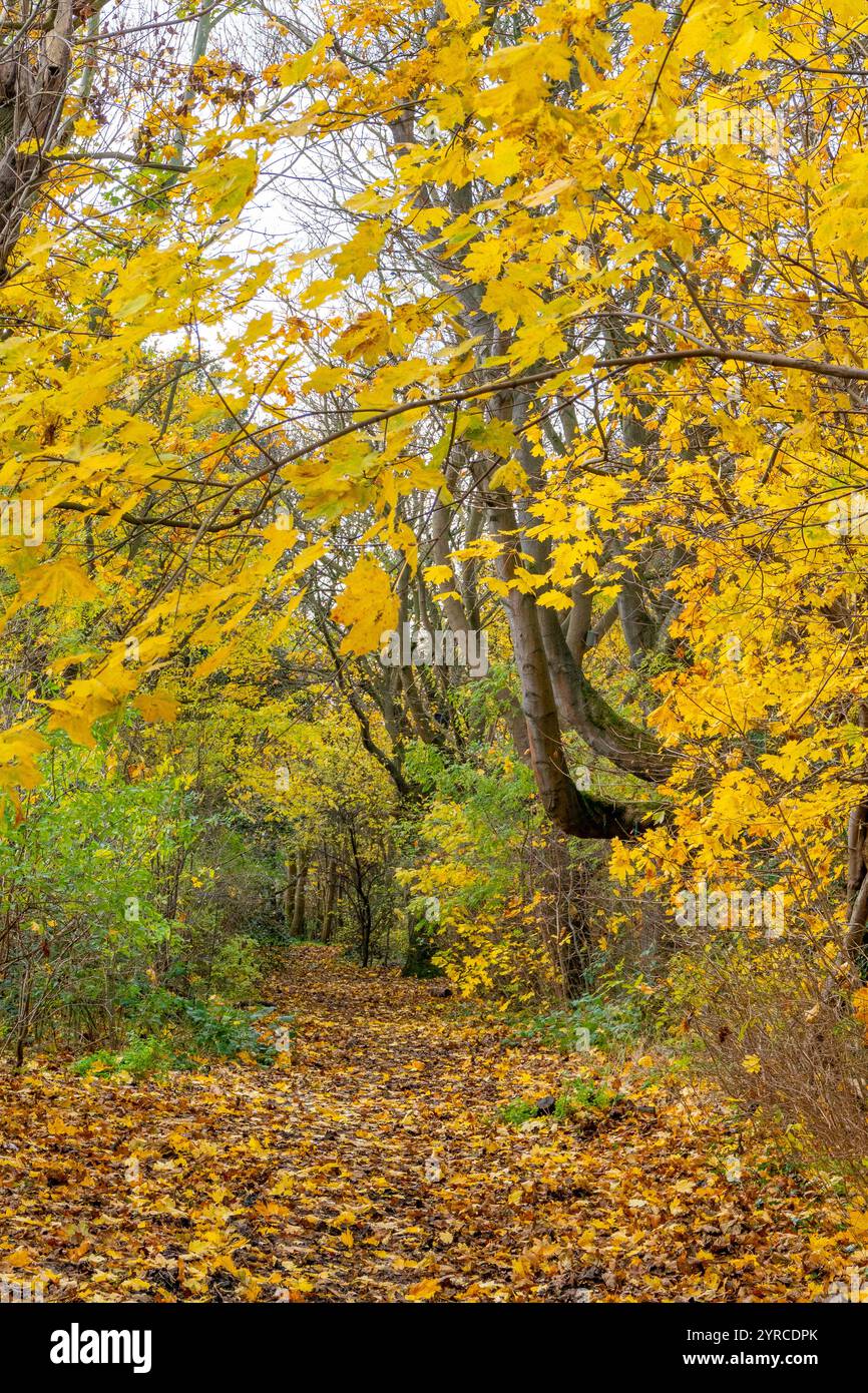Stretch of Thames path from Hammersmith Bridge to Barnes, London,UK ...