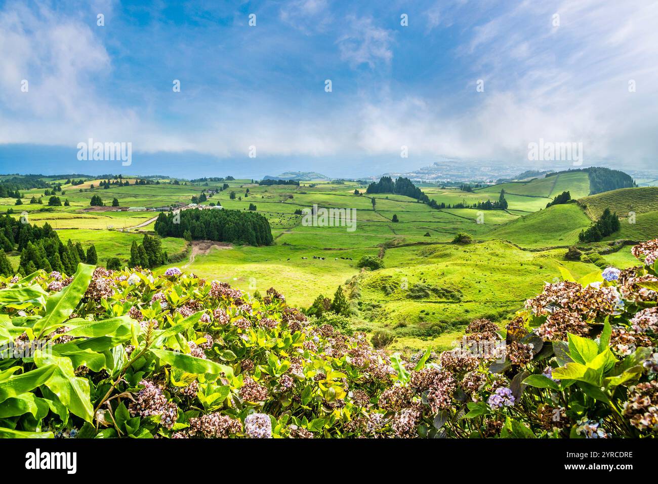 A view through a gap in the Hydrangeas at the Coal Peak Viewpoint in ...