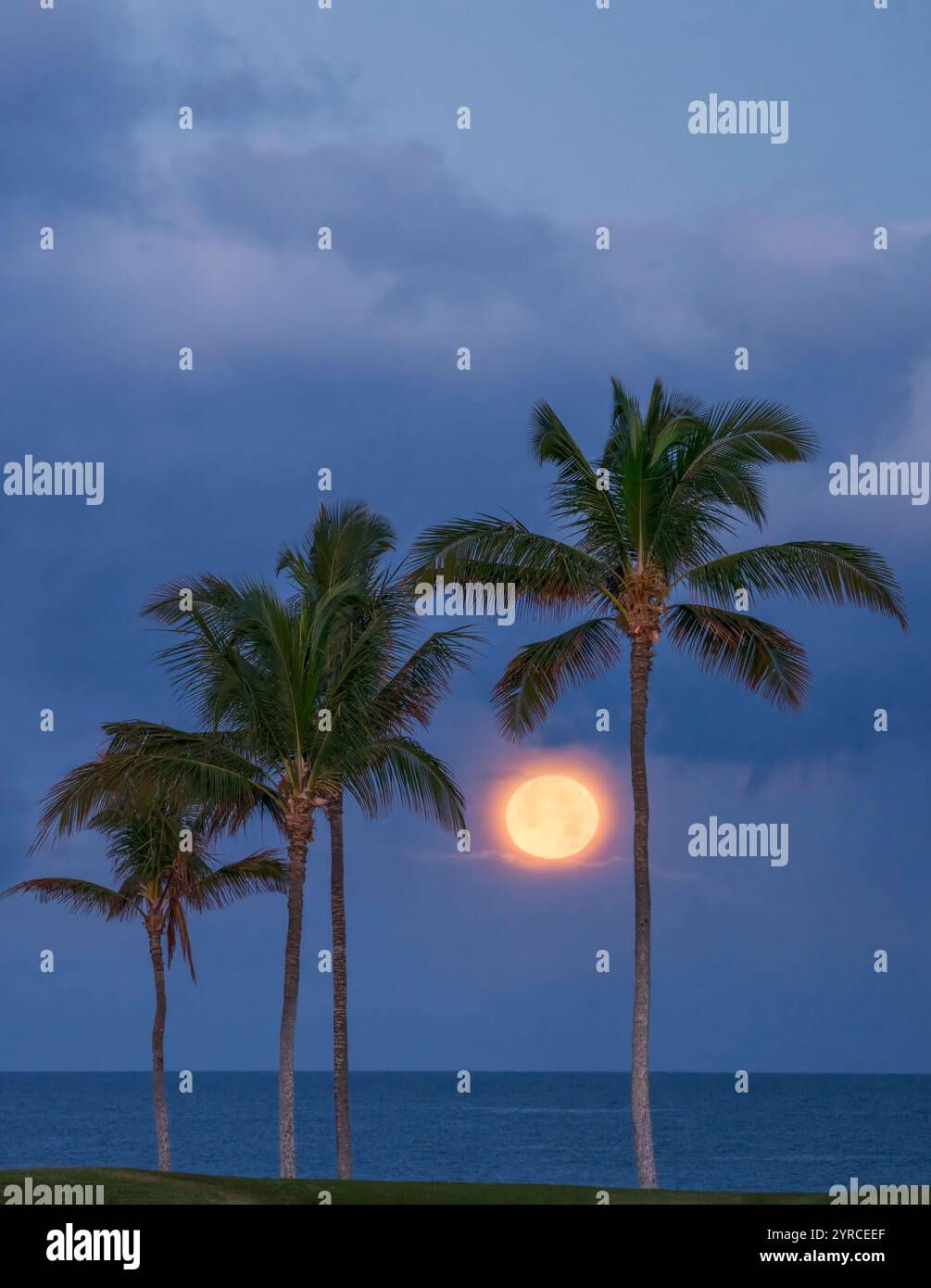 Full Moonset over ocean with palm trees. Hawaii, The Big Island Stock ...