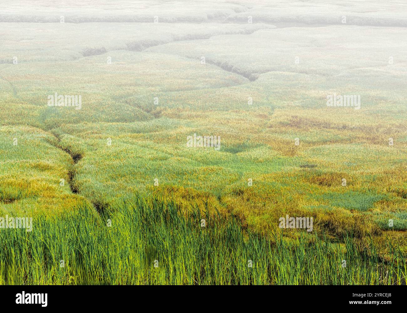 Patterns in grass. Drake's Estero and fog. Point Reyes National ...