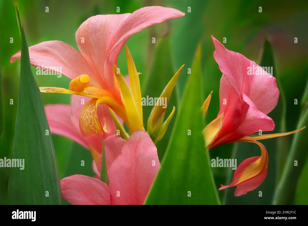 Longwood Pink Canna lily flower Stock Photo - Alamy