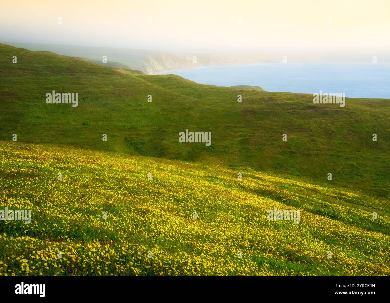 Wildflowers and sunrise fog at Drakes Bay. California; Point Reyes ...