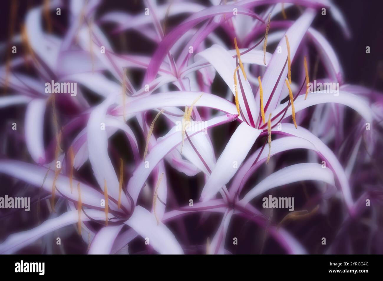 Close up of Swamp Lily (Crinum) Spider Lily. Hawaii, The Big Island ...