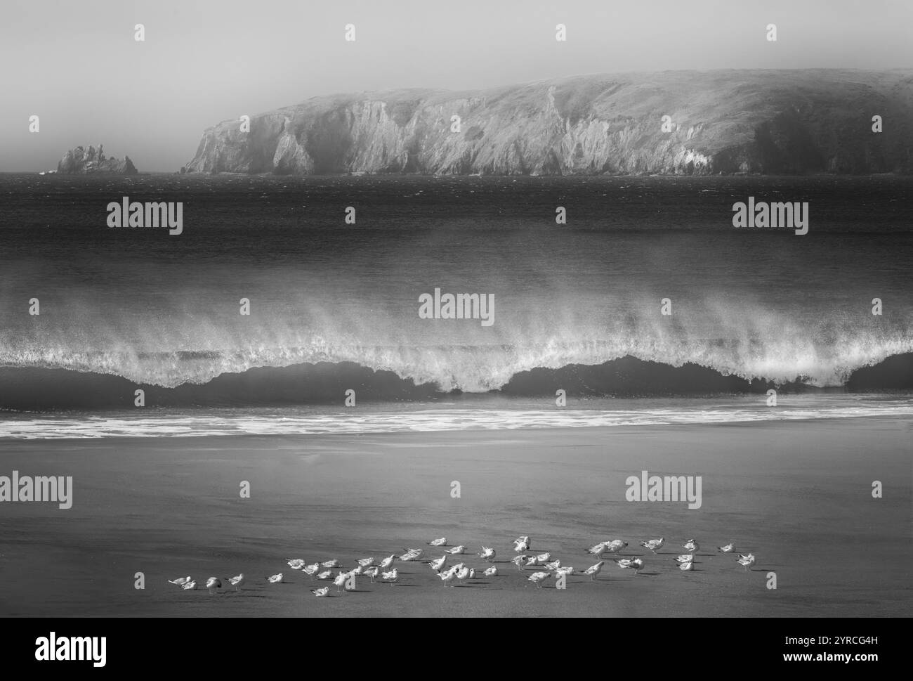 Western Snowy Plover birds on South Beach. Point Reyes National ...