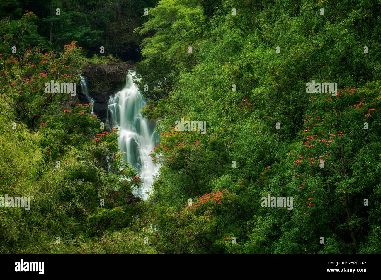 Tulip trees hi-res stock photography and images - Alamy