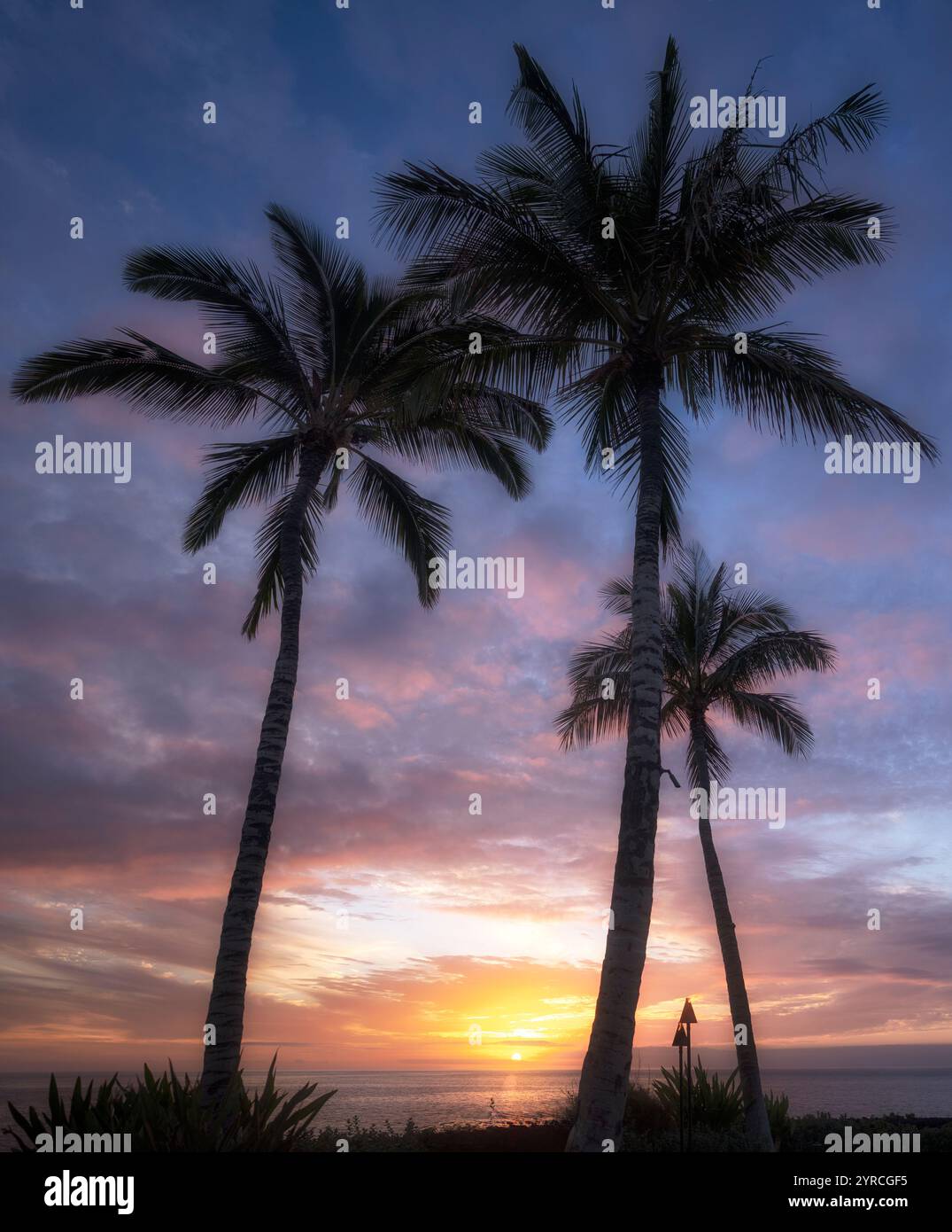 Sunset and palm trees over ocean. Hawaii, The Big Island Stock Photo ...