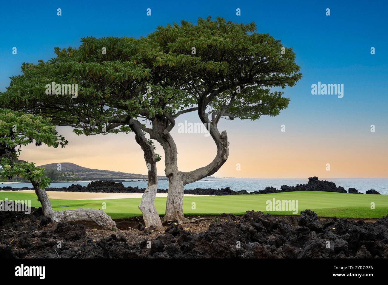 Mousehole tree. Ngaio Tree. Hawaii The Big Island Stock Photo - Alamy