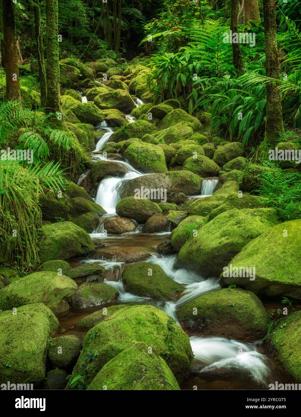 Hawaii moss hi-res stock photography and images - Alamy
