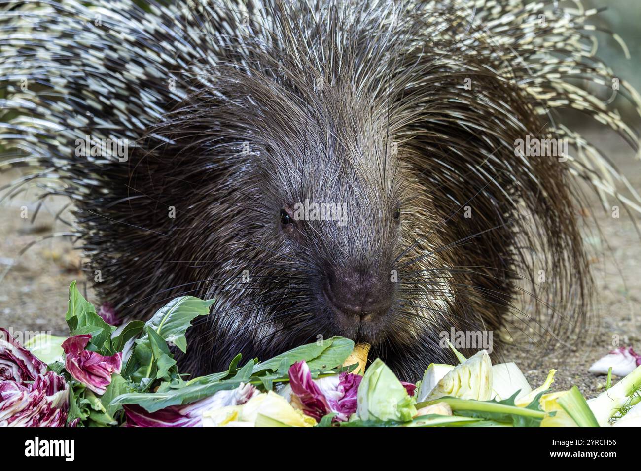 The Indian crested Porcupine, Hystrix indica or Indian porcupine, is a ...