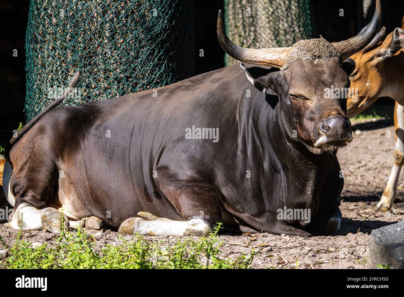 Banteng, Bos javanicus or Red Bull. It is a type of wild cattle But ...