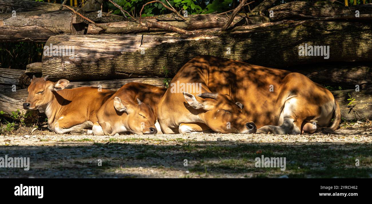 Family of Banteng, Bos javanicus or Red Bull. It is a type of wild ...