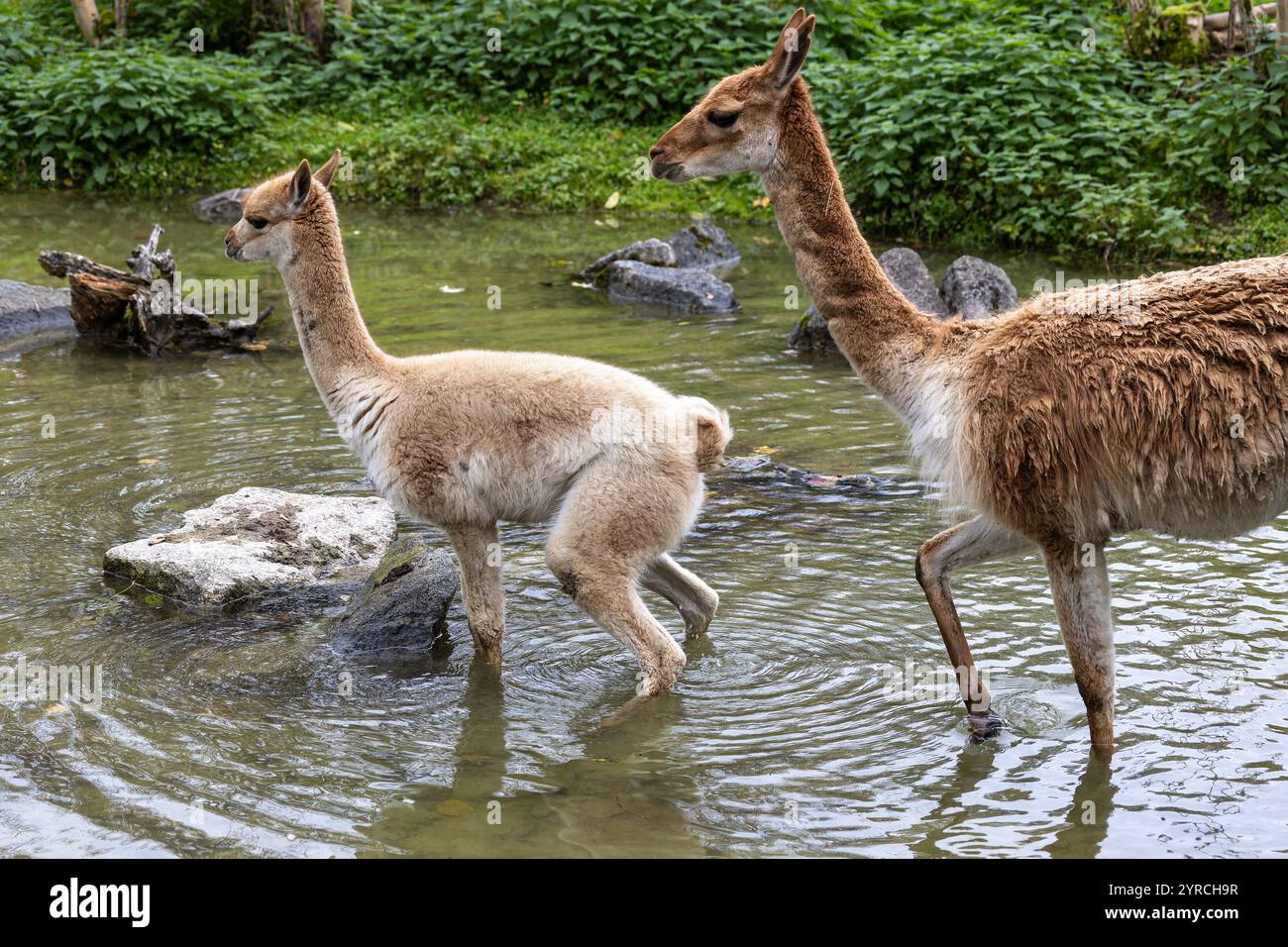 Baby vicuna vicugna relatives hi-res stock photography and images - Alamy