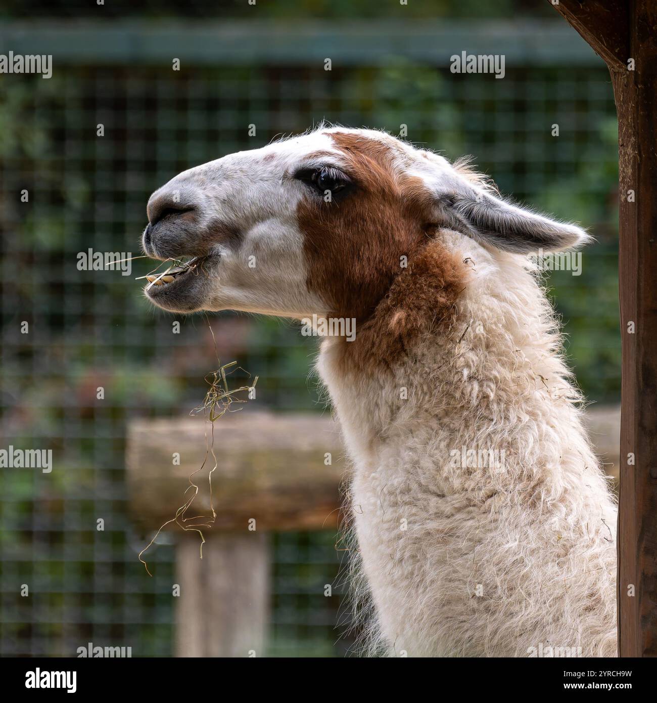 The Llama, Lama glama, is a domesticated South American camelid, widely ...