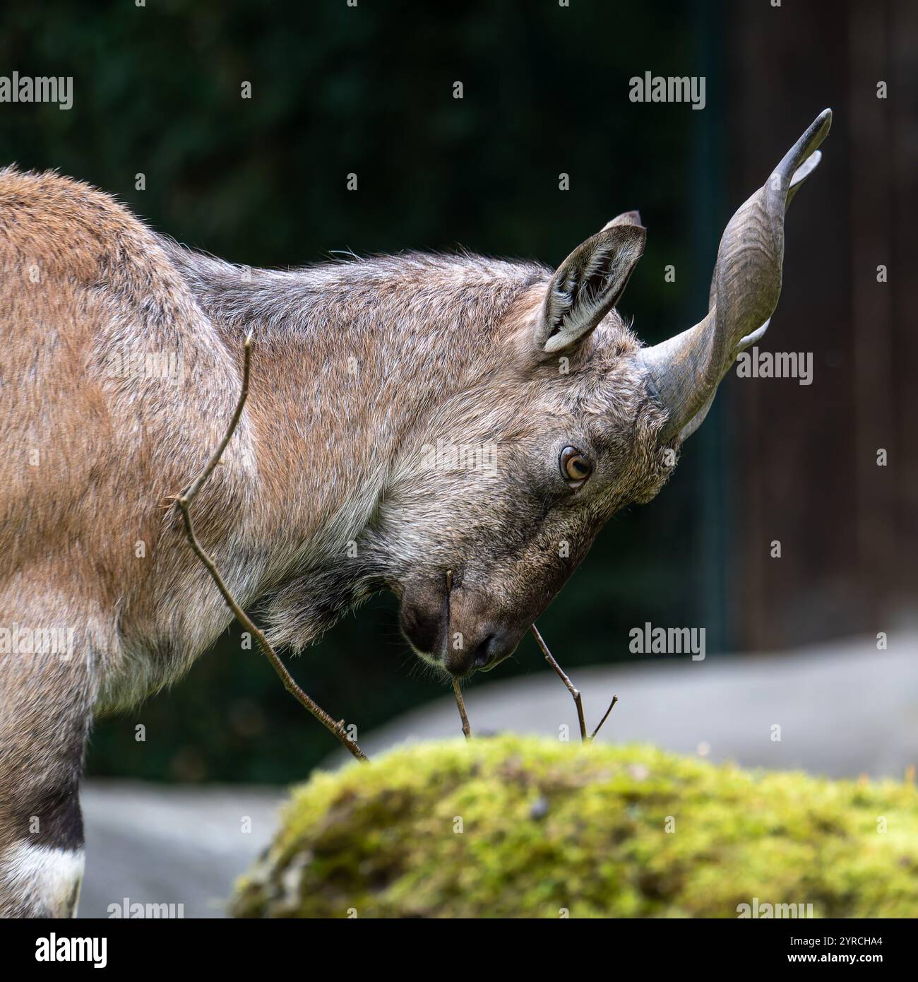 O capra hi-res stock photography and images - Alamy