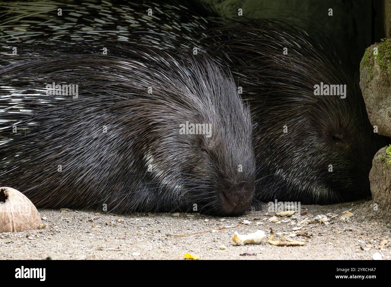 The Indian crested Porcupine, Hystrix indica or Indian porcupine, is a ...