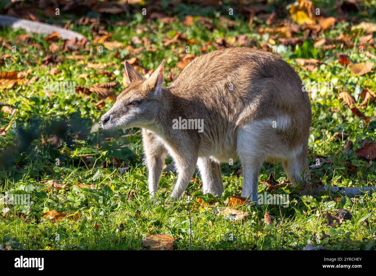 The agile wallaby, Macropus agilis also known as the sandy wallaby is a ...