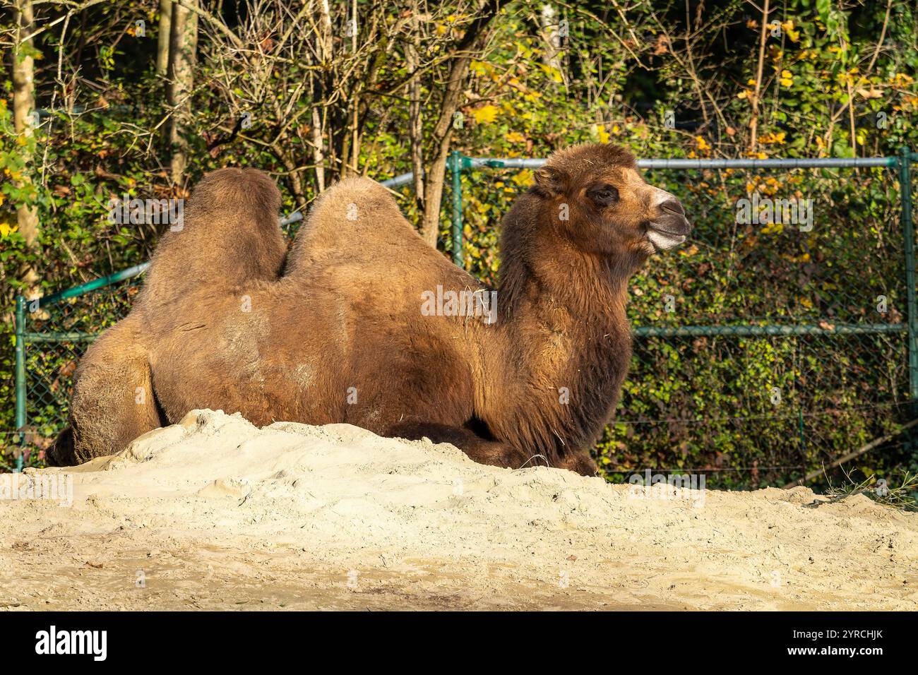 The Bactrian camels, Camelus bactrianus is a large, even-toed ungulate native to the steppes of ...