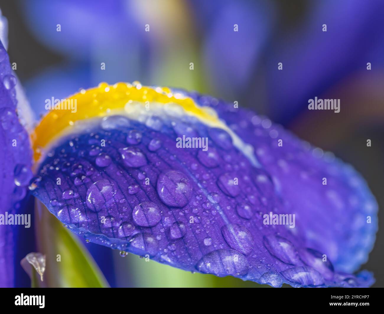 Iris xiphium, commonly known as the Spanish iris Stock Photo - Alamy
