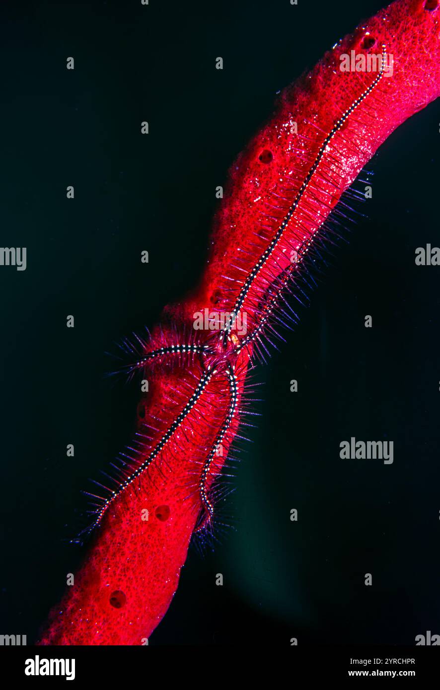 Brittle stars, serpent stars, or ophiuroids are echinoderms in the ...