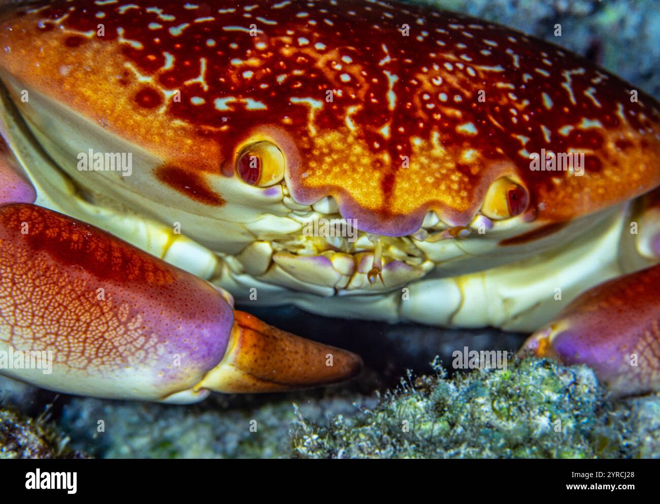 Carpilius corallinus, commonly known as the batwing coral crab, is a ...