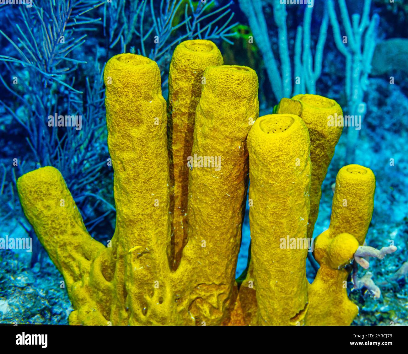 Aplysina fistularis, also known as the yellow tube sponge is a species ...