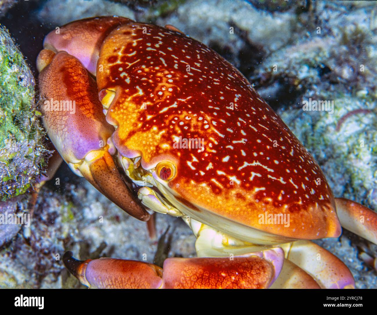 Carpilius corallinus, commonly known as the batwing coral crab, is a ...