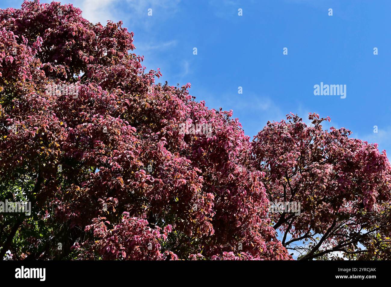 Monkey pot tree leaves (Lecythis pisonis) on tropical garden, Rio de ...