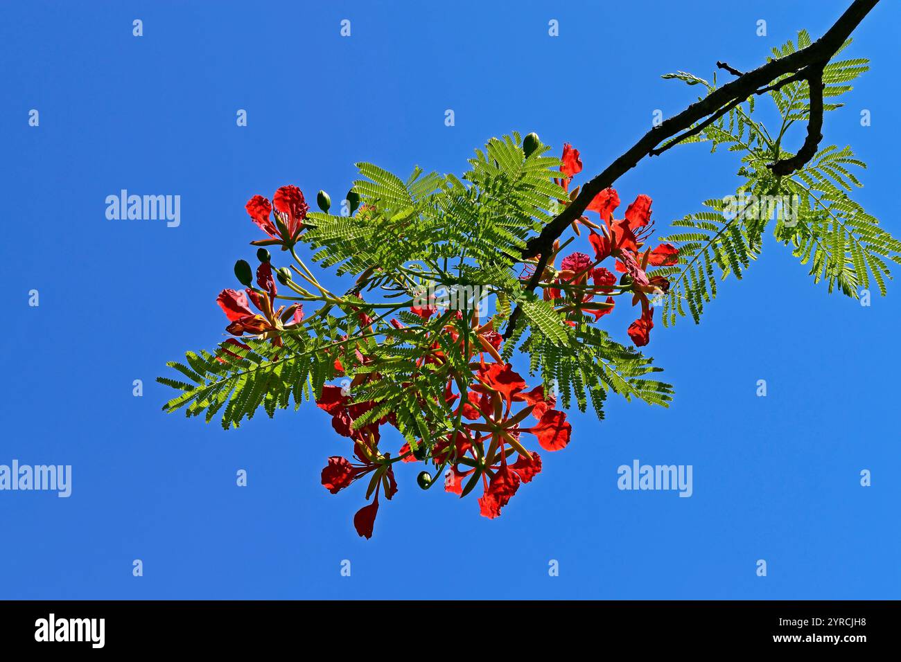Royal poinciana, flamboyant or flame tree flowers (Delonix regia) and ...