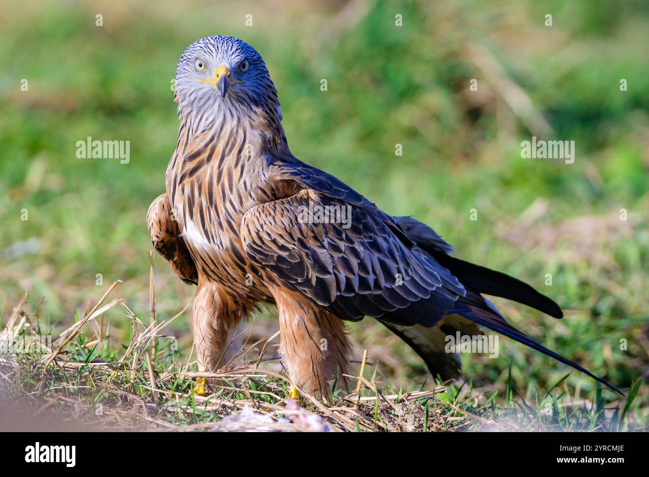 Red kite (Milvus milvus). Photo from Vittskövle, southern Sweden Stock ...