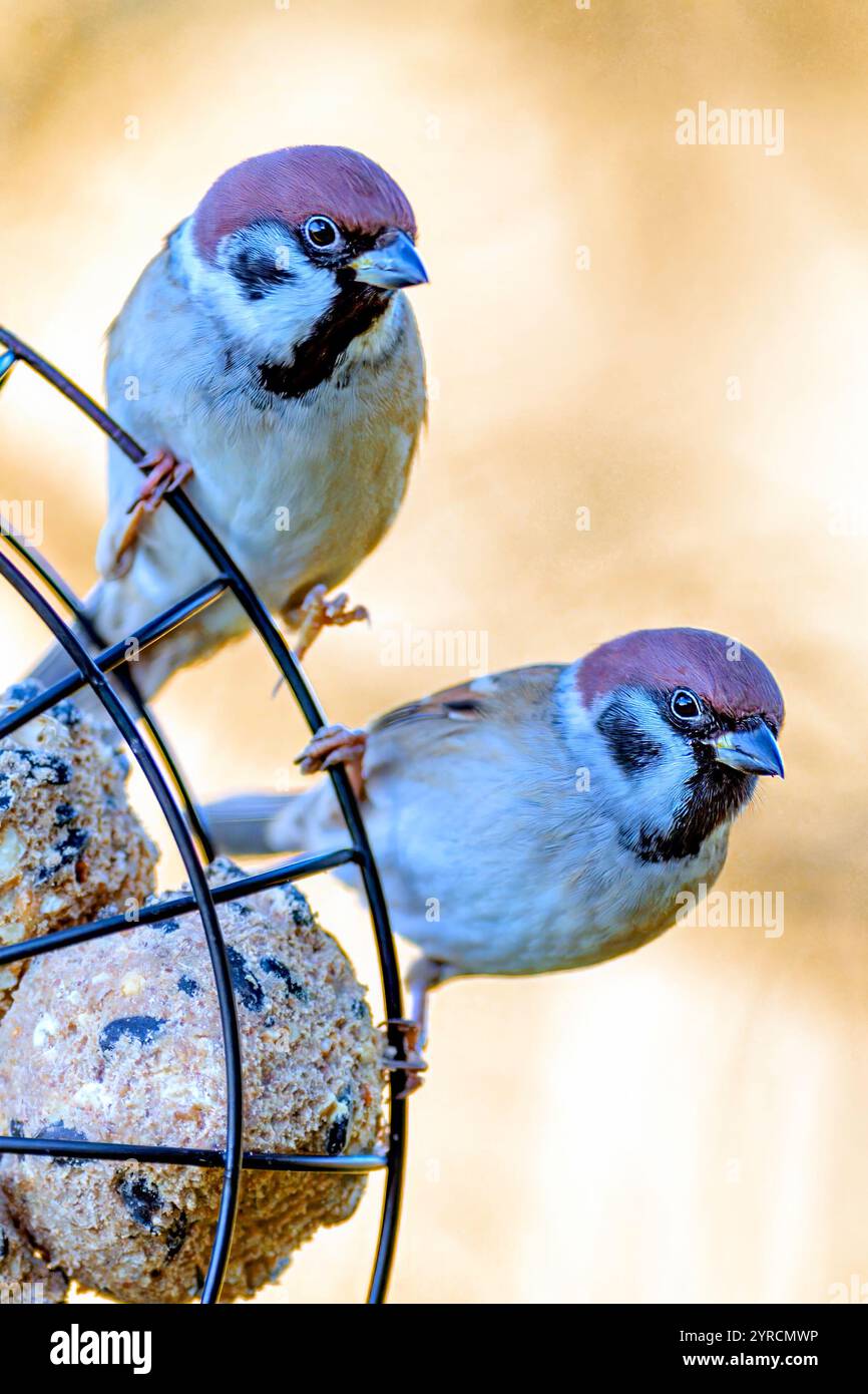 Tree sparrow eurasian sparrows hi-res stock photography and images - Alamy