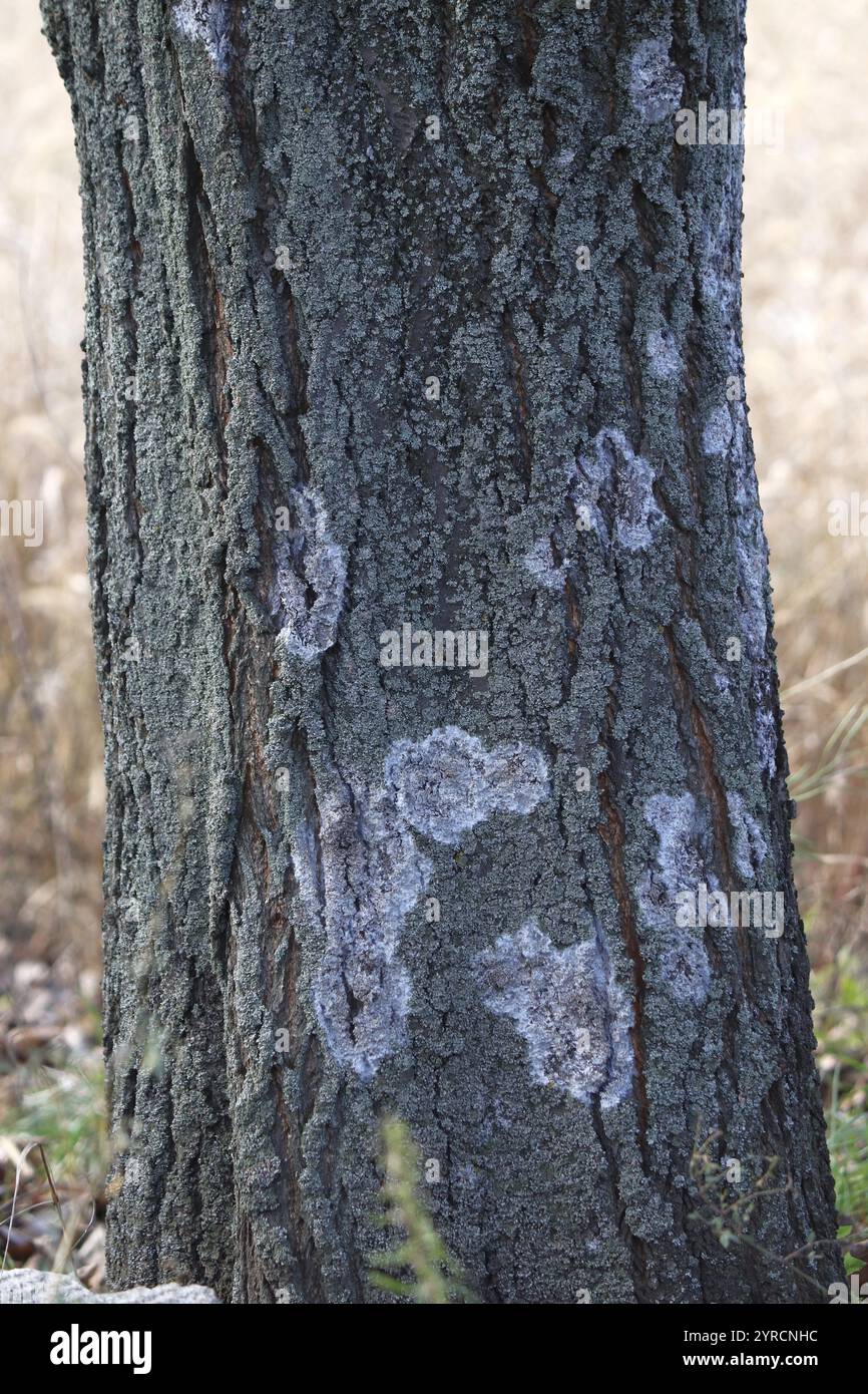 Image of an old tree trunk with lichen spots on the bark Stock Photo ...