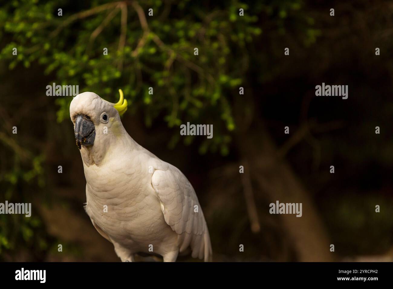 A detailed close-up of a Sulphur-Crested Cockatoo showcasing its ...