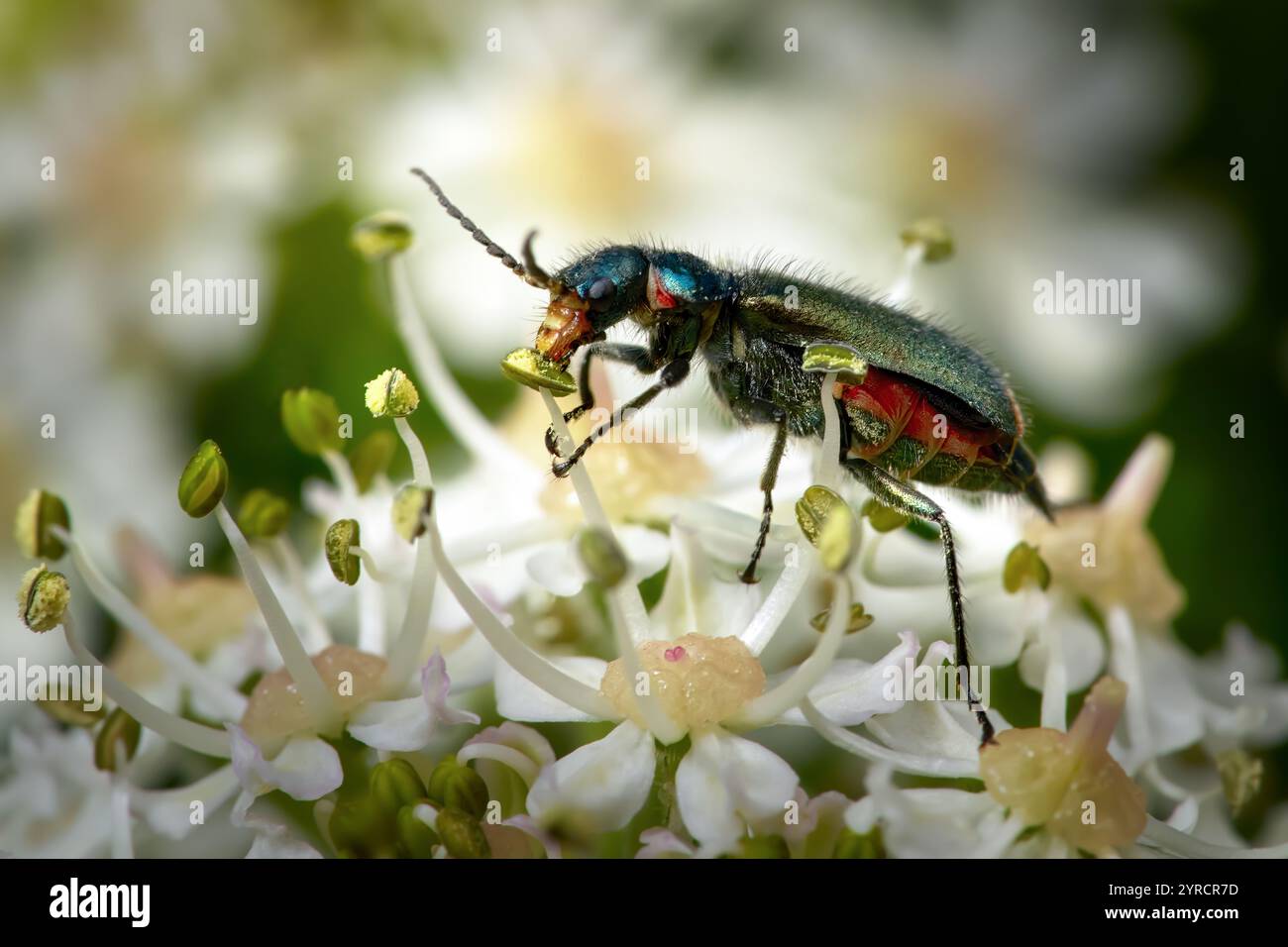 Malachite Beetle (Malachius bipustulatus) female eating pollen on ...