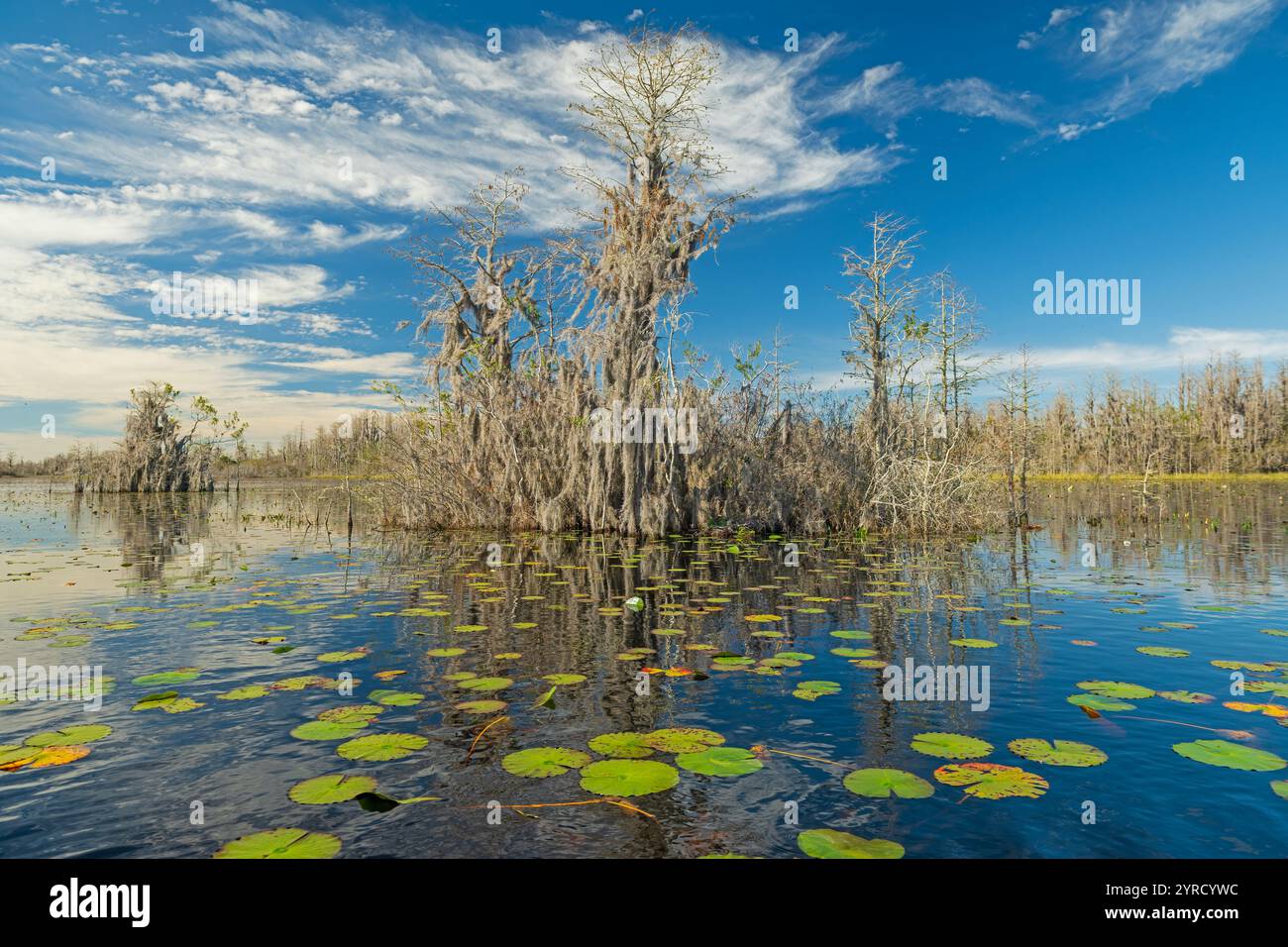 Cypress and Spanish Moss on a Island in the Swamp in the Okefenokee ...