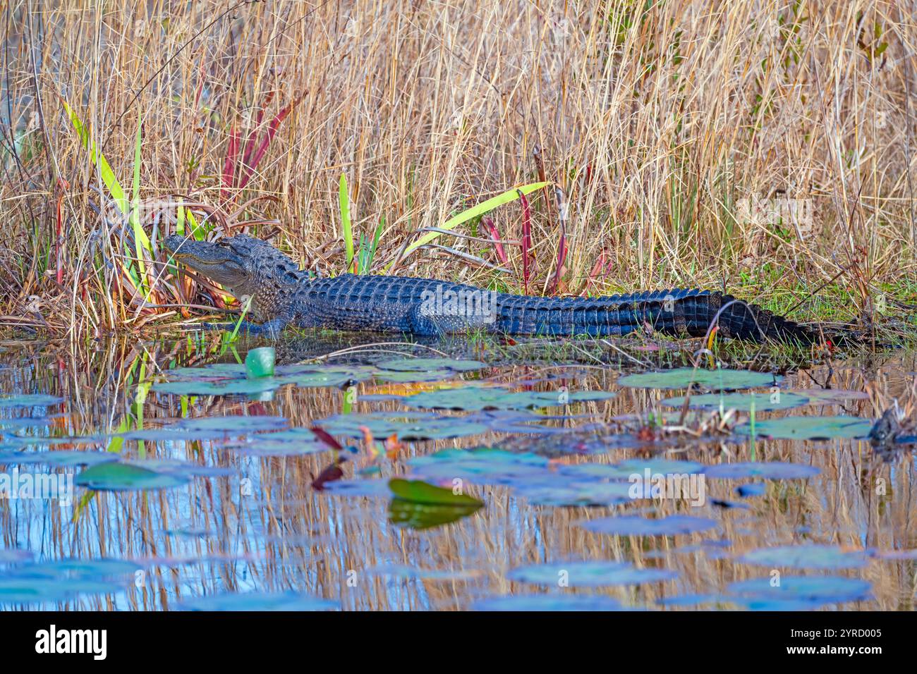 Alligator Sunning in the Grasses in the Okeefenokee National Wildlife ...