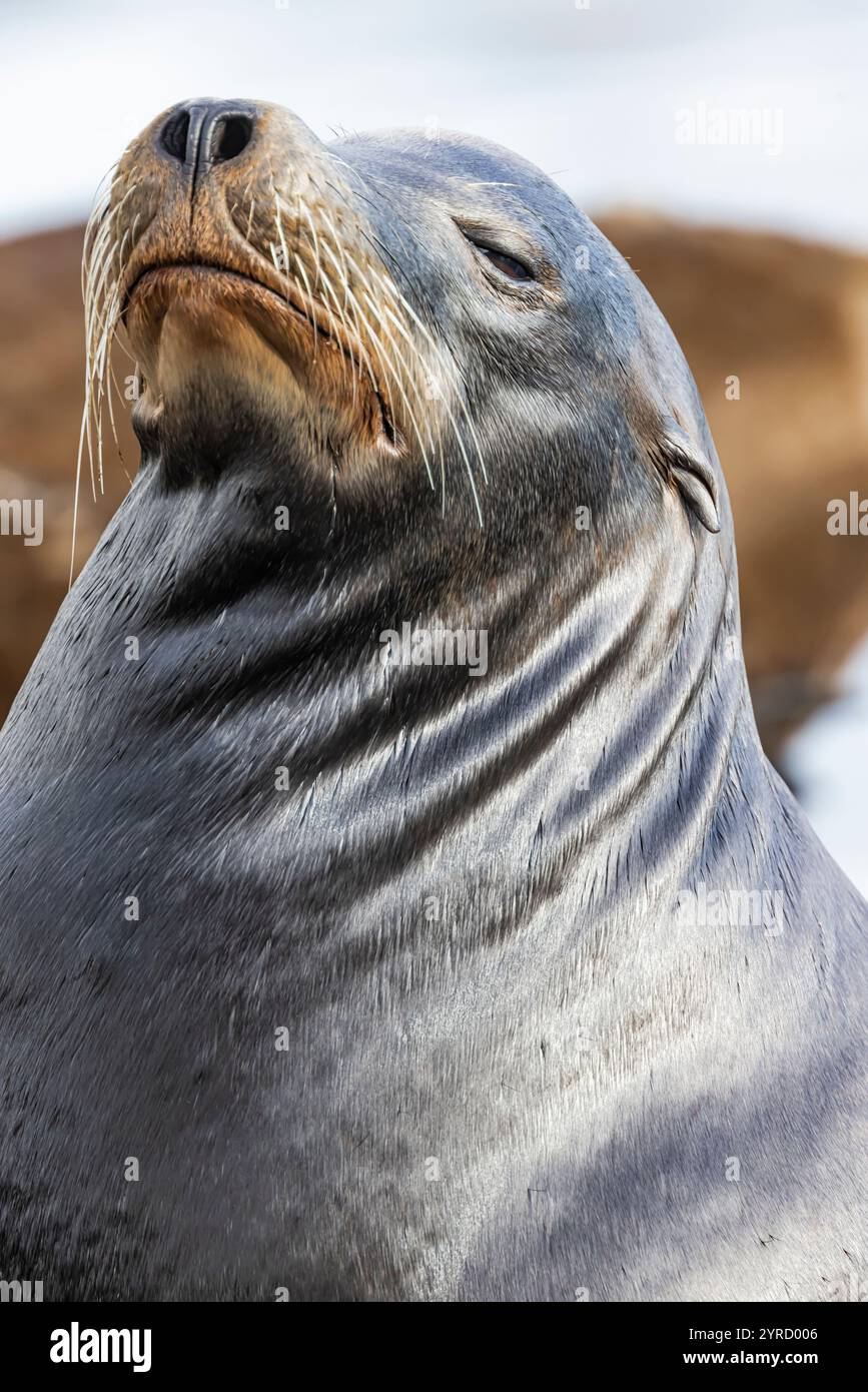 Newport sea lion docks hi-res stock photography and images - Alamy