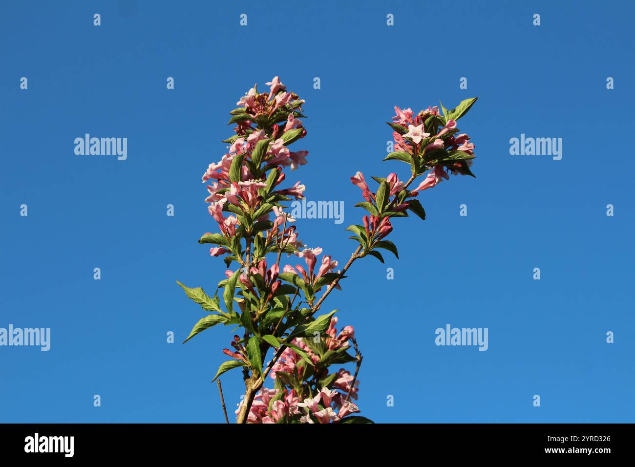 Branches of Weigela Florida Pink princess hardy deciduous shrub plant ...