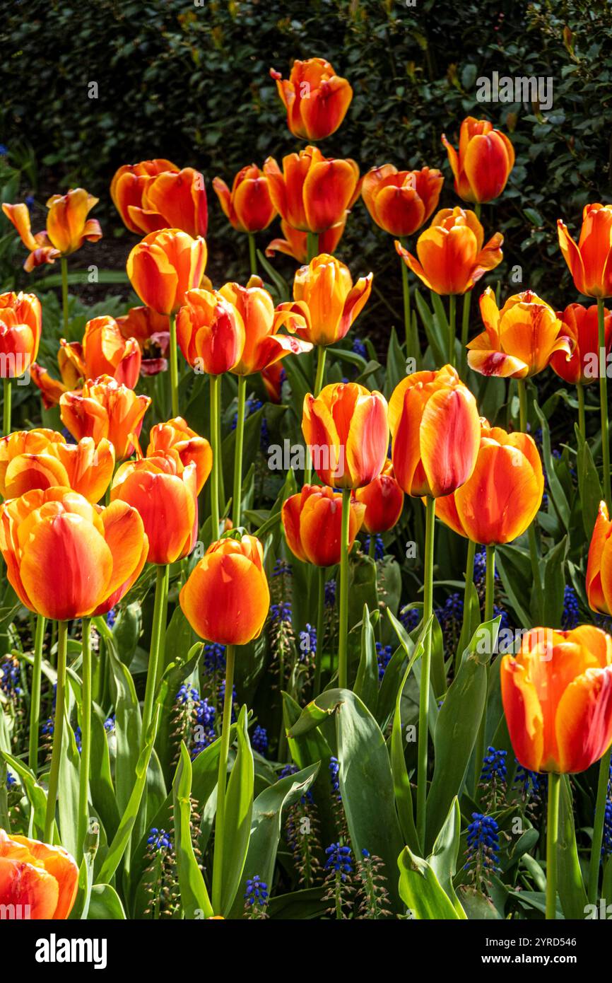 City flower bed colorful hi-res stock photography and images - Alamy