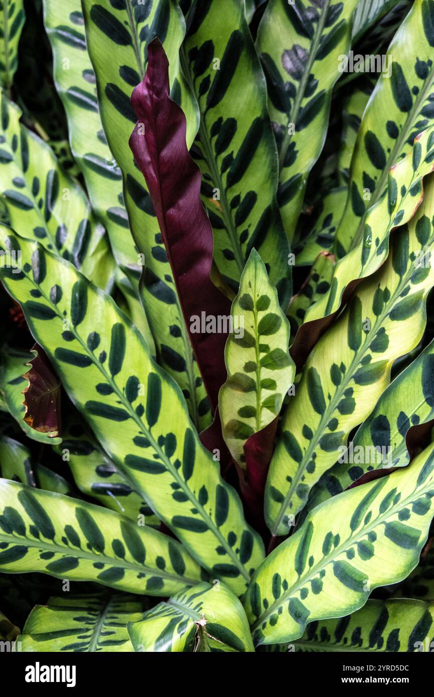Rattlesnake plant, Goeppertia insignis, a tropical evergreen perennial ...