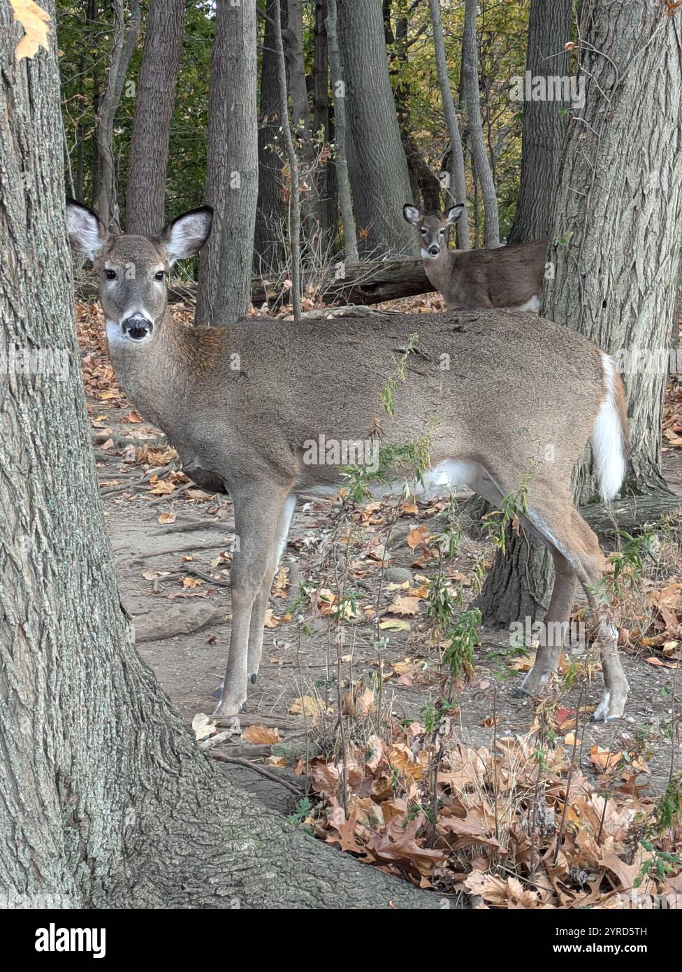 Deer in forest Greenwich CT Stock Photo - Alamy