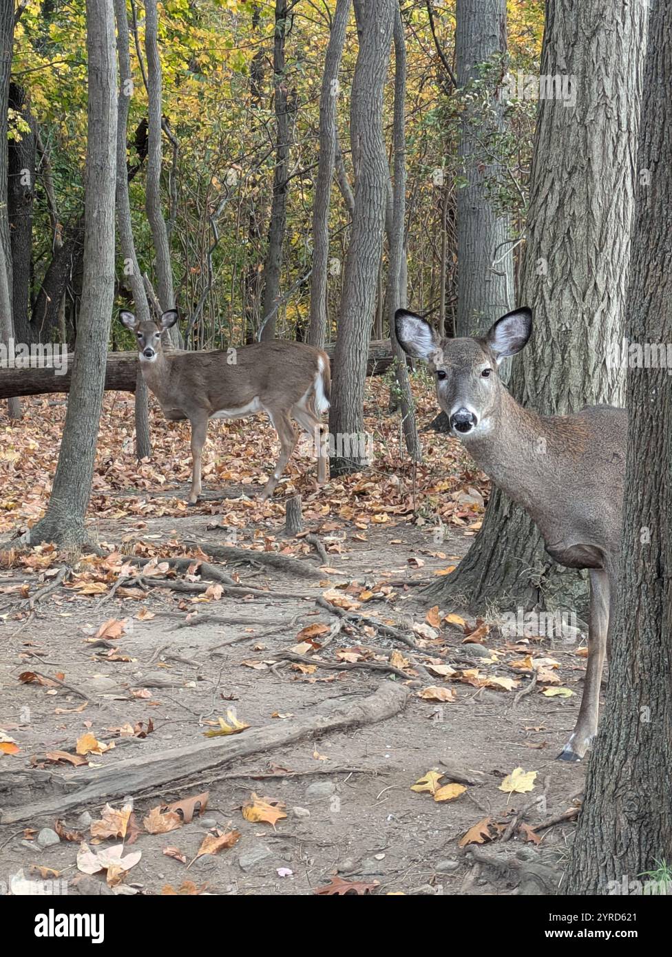 Deer in forest Greenwich CT Stock Photo - Alamy