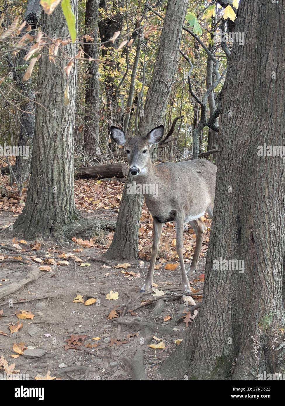 Deer in forest Greenwich CT Stock Photo - Alamy