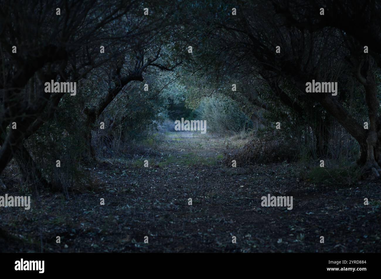 Dark magic forest with tunnel with olive trees Stock Photo - Alamy