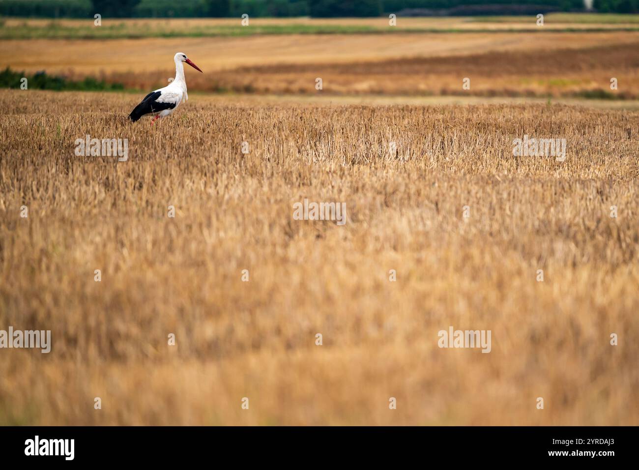 large bird called white stork (Ciconia ciconia) in the stubble in ...
