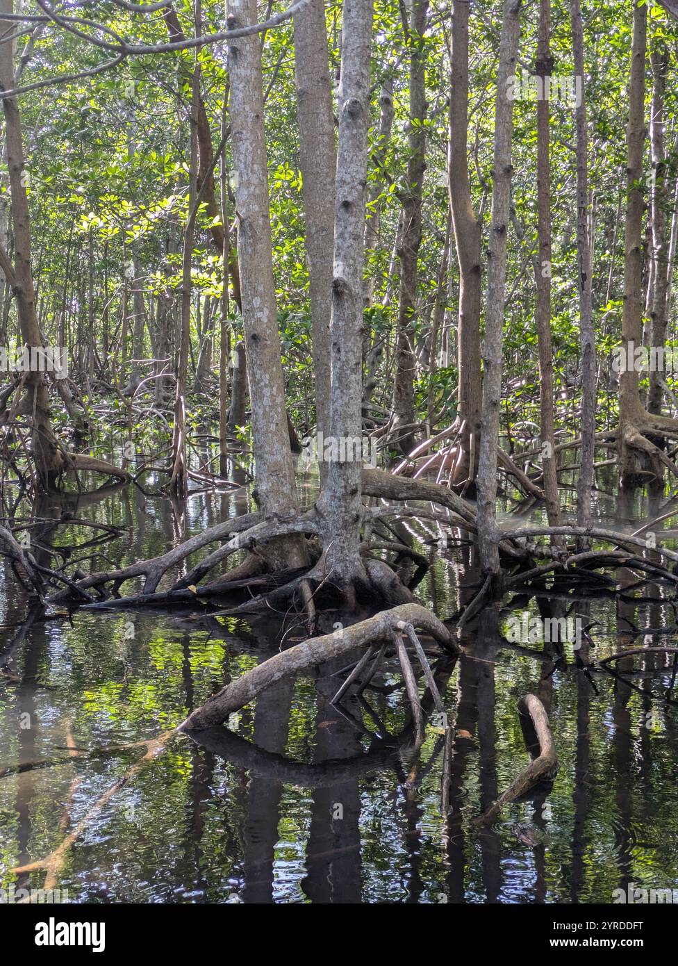 Mangrove roots water reflections in hi-res stock photography and images ...